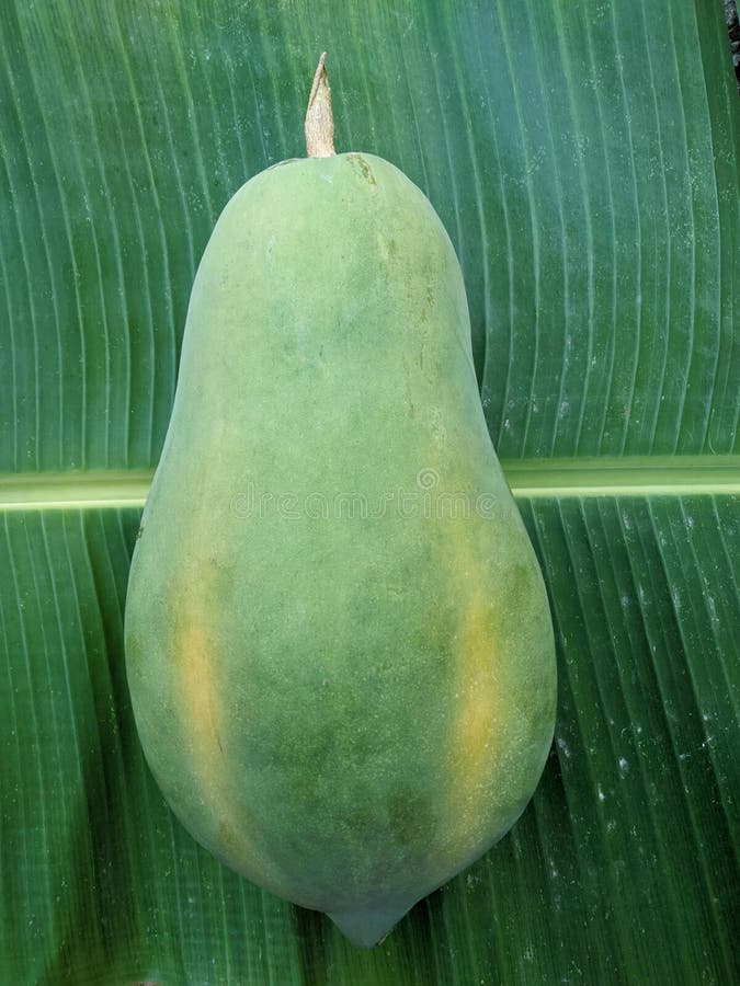 Green Papaya Fruit on a Banana Leaf Stock Photo - Image of papaya ...