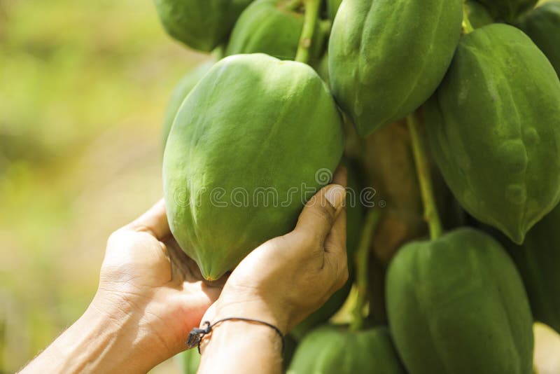 Green Papaya fruit in hand stock photo. Image of isolated - 218780260