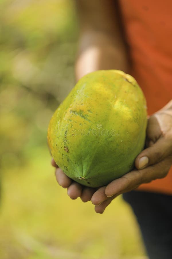 Green Papaya fruit in hand stock photo. Image of diet - 218780290