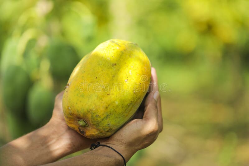 Green Papaya fruit in hand stock photo. Image of fresh - 218780318