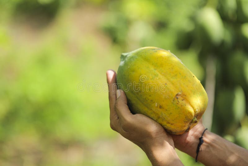 Green Papaya fruit in hand stock image. Image of beautiful - 218780327