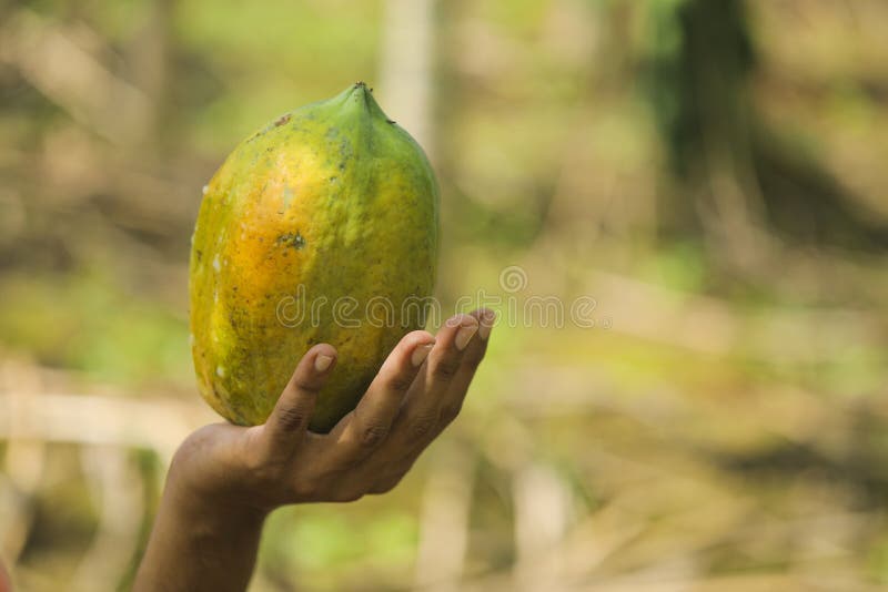 Green Papaya fruit in hand stock photo. Image of delicious - 218780390