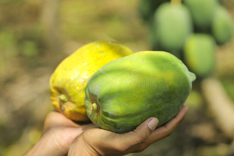 Green Papaya fruit in hand stock image. Image of farm - 218780399