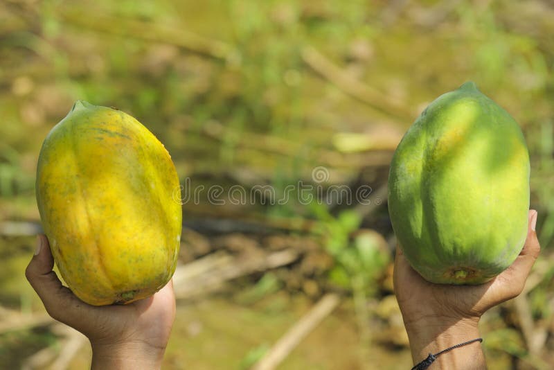 Green Papaya fruit in hand stock photo. Image of color - 218780404