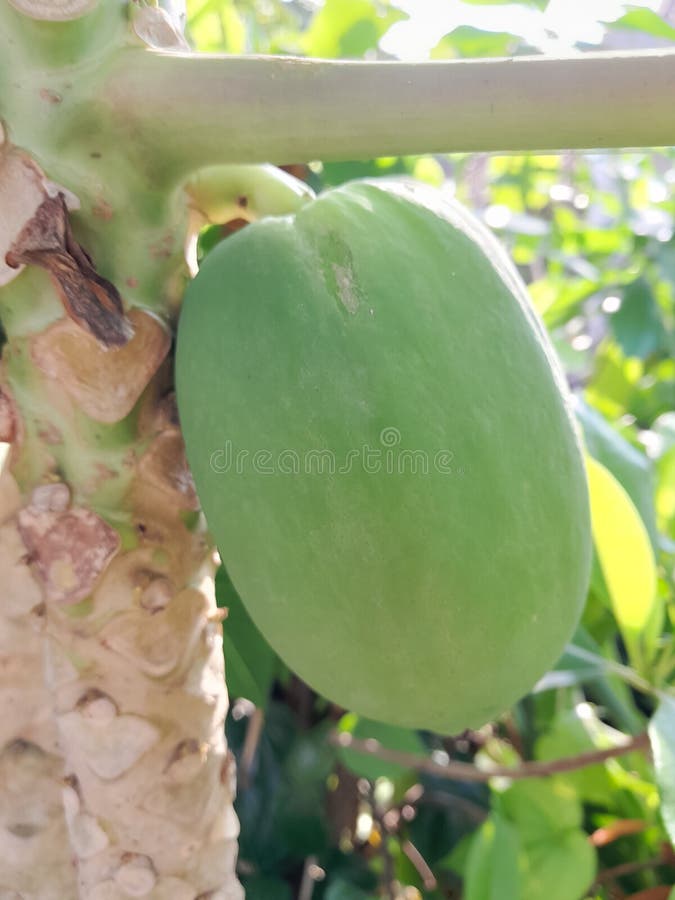 Green papaya fruit stock photo. Image of looks, good - 273395114