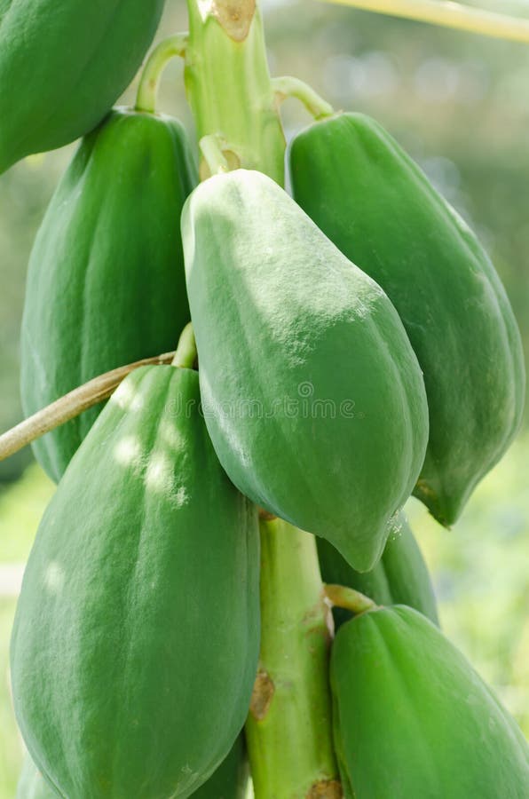Green papaya stock photo. Image of healthy, fruit, plant - 79276542