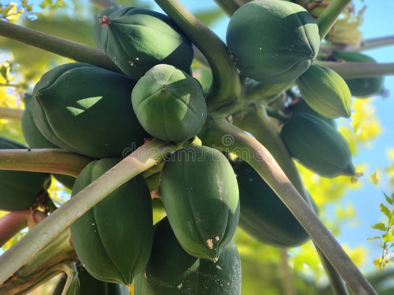 Green Papaya Hanging in a Papaya Tree Stock Photo - Image of papaya ...