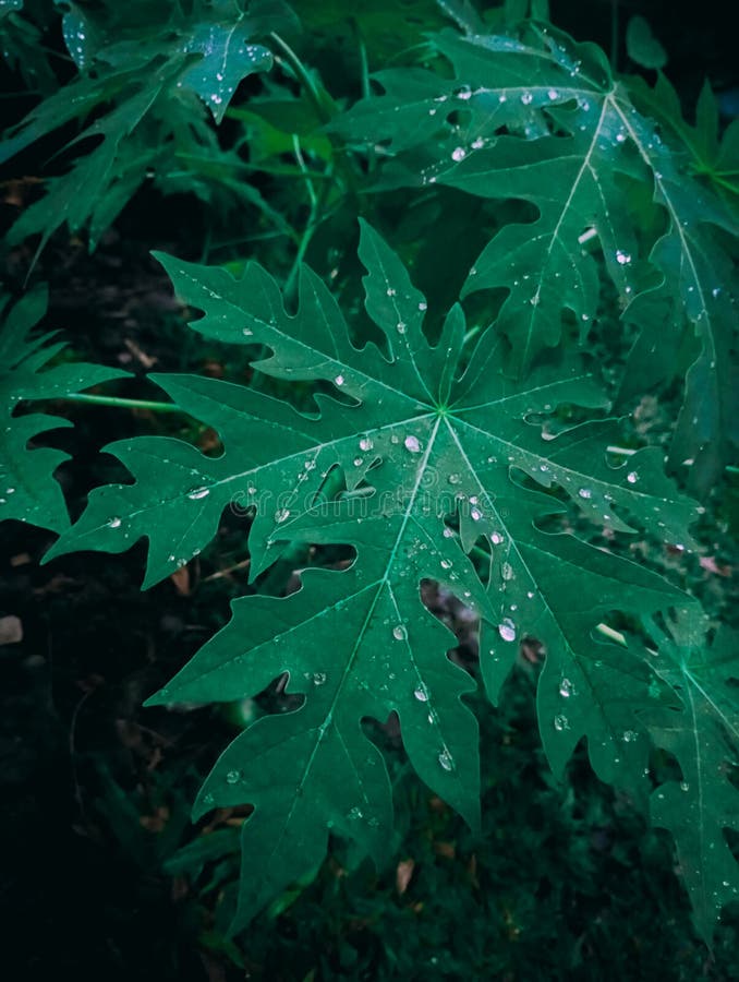 Green Papaya Leaf with Dew Drops Stock Photo - Image of papaya, leaf ...