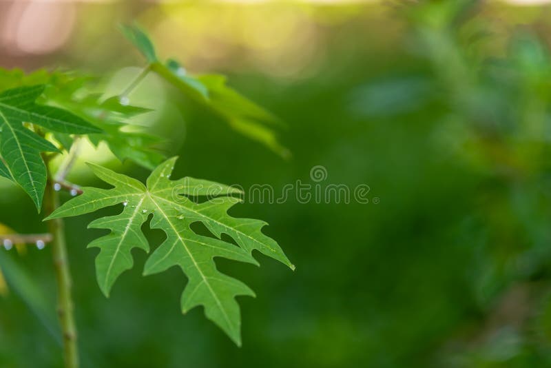Green Papaya Leaf with Water Drop in Papaya Tree Garden Stock Photo ...