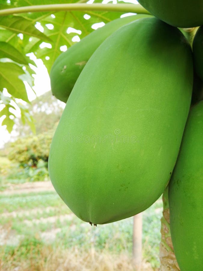 Green papaya stock image. Image of healthy, greenish - 48493197
