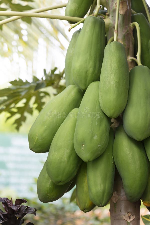 Green papaya on tree stock image. Image of plant, orchard - 249719727