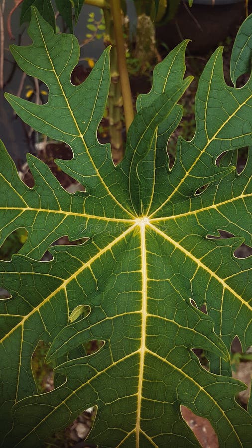 Green Papaya tree leave stock photo. Image of autumn - 267955376