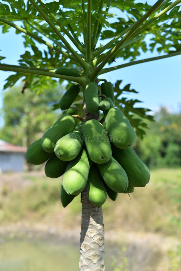 811 Papa Tree Stock Photos - Free & Royalty-Free Stock Photos from ...