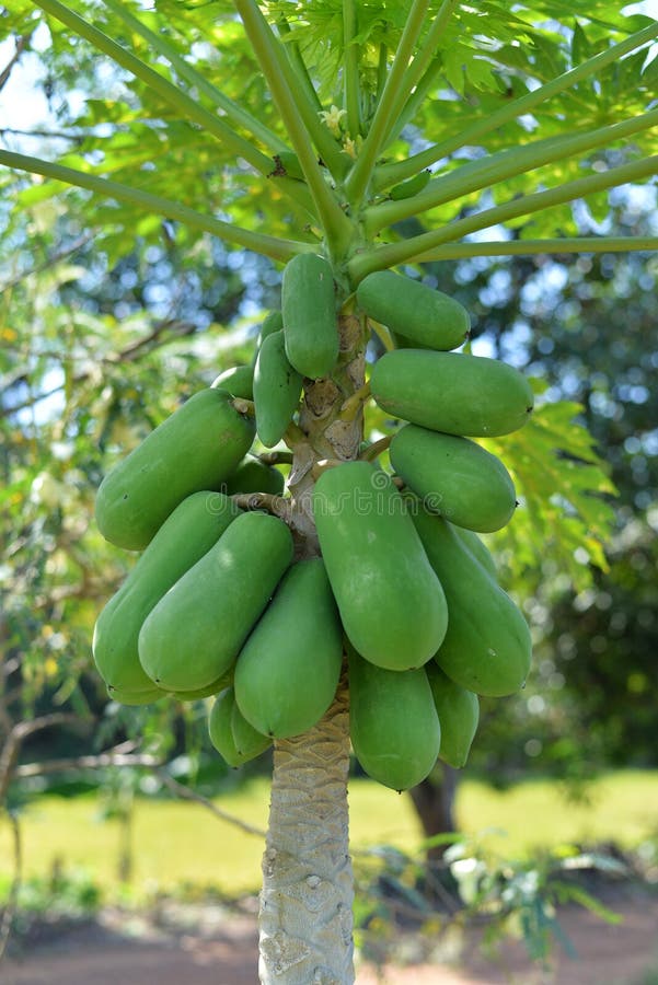 811 Papa Tree Stock Photos - Free & Royalty-Free Stock Photos from ...