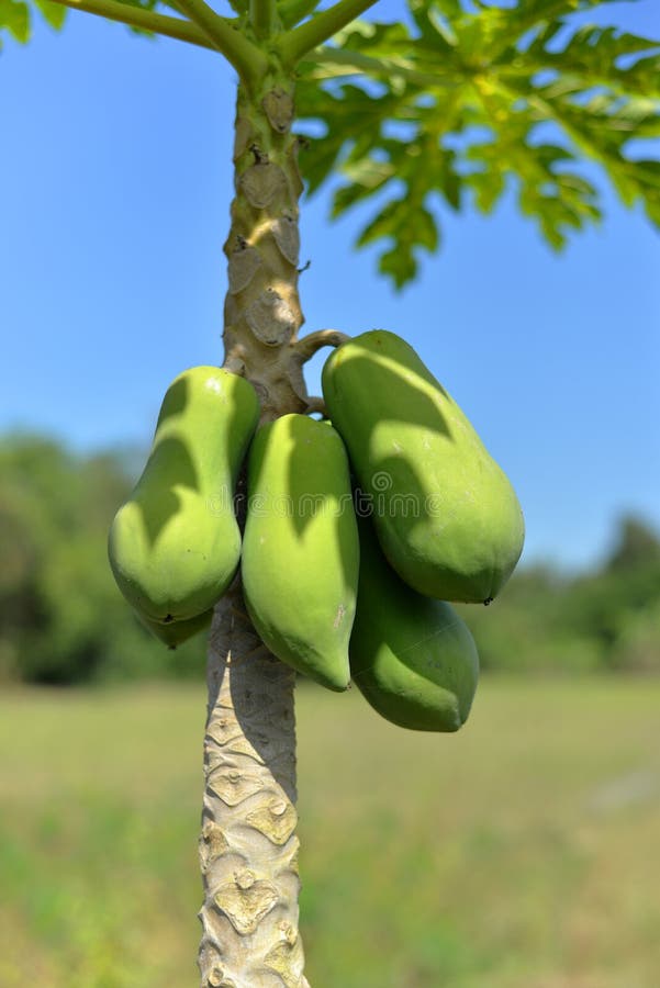 811 Papa Tree Stock Photos - Free & Royalty-Free Stock Photos from ...