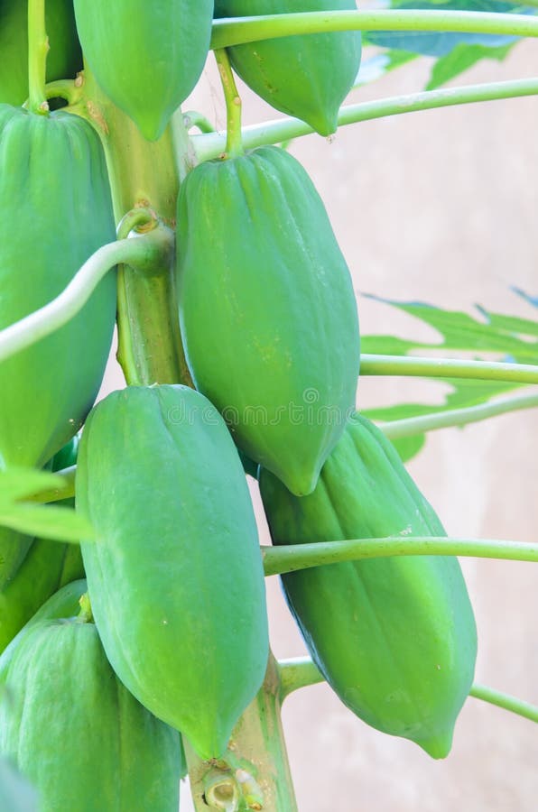 811 Papa Tree Stock Photos - Free & Royalty-Free Stock Photos from ...