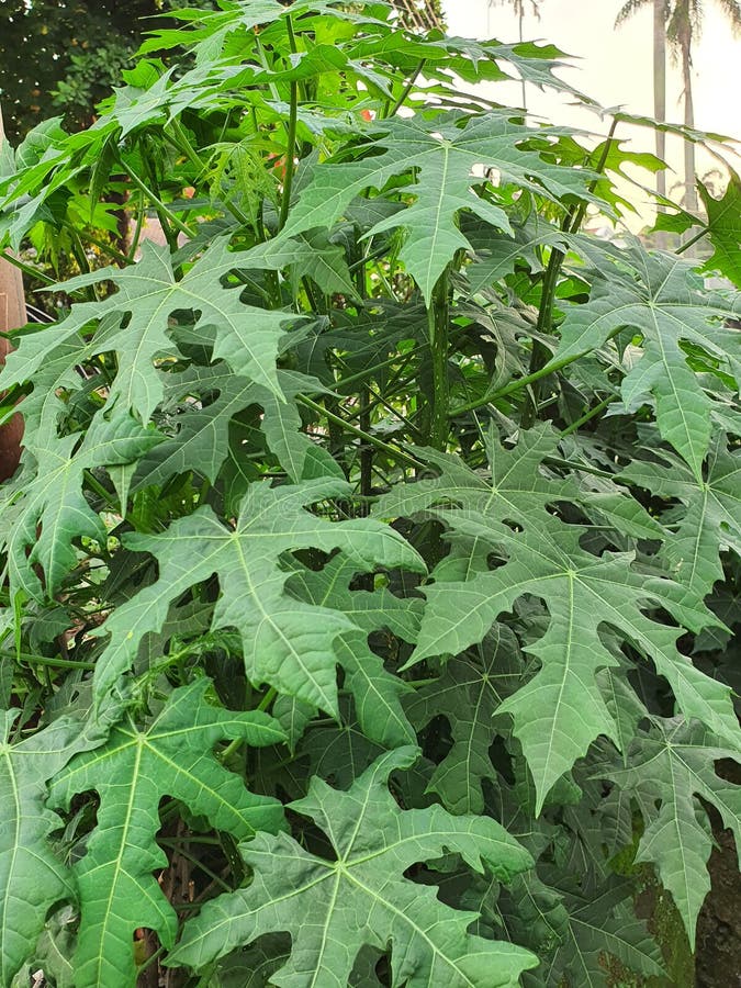 Papaya trees stock image. Image of pefki, papaya, trees - 61000565