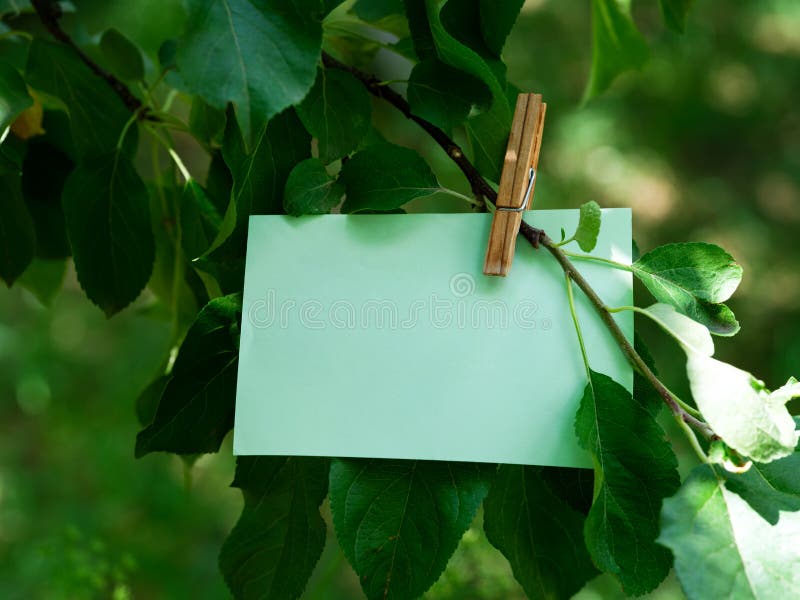 A Green Paper Note Hanging on a Tree Branch Stock Photo - Image of ...