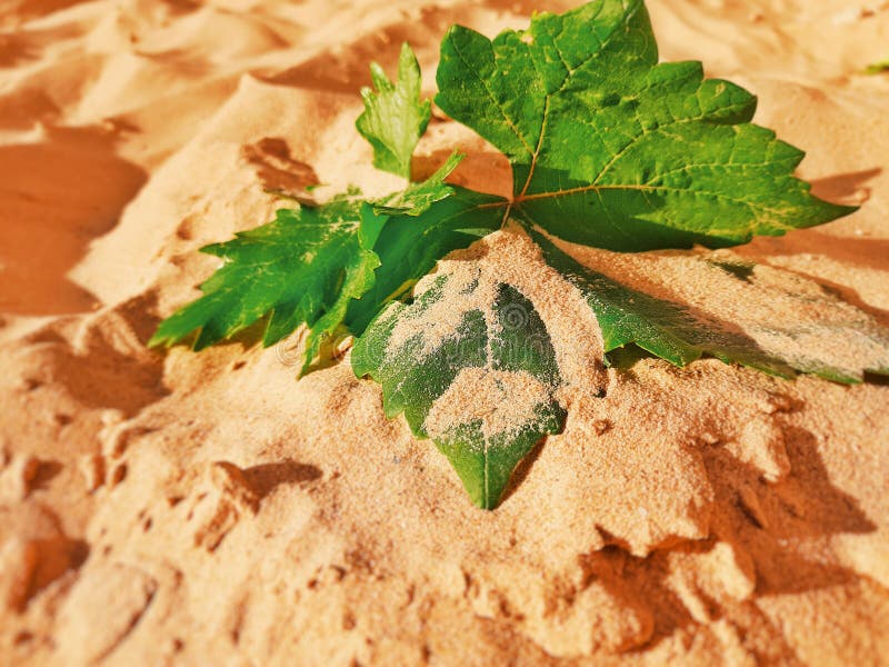 Green Paper in Sand of Desert Amazing Stock Photo - Image of spring ...