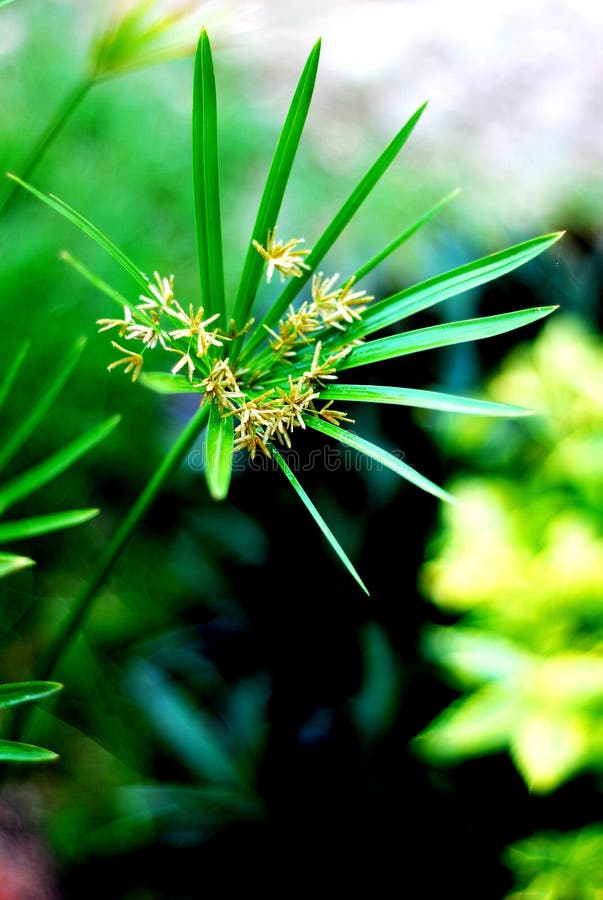 Green Papyrus Leaf Stem on Abstract Background Stock Photo - Image of ...