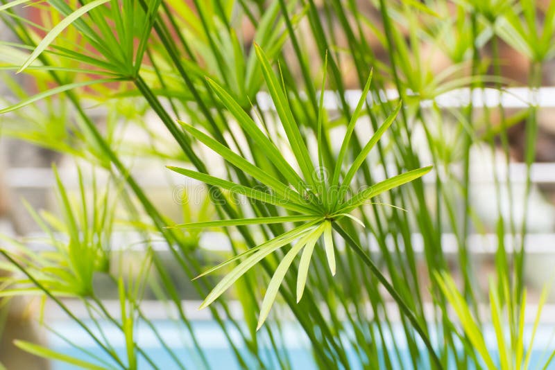 Green Papyrus Plant Beauty Nature Stock Image - Image of grass, black ...