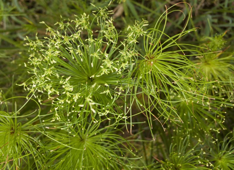 The Green Papyrus by the River Stock Photo - Image of line, vitality ...