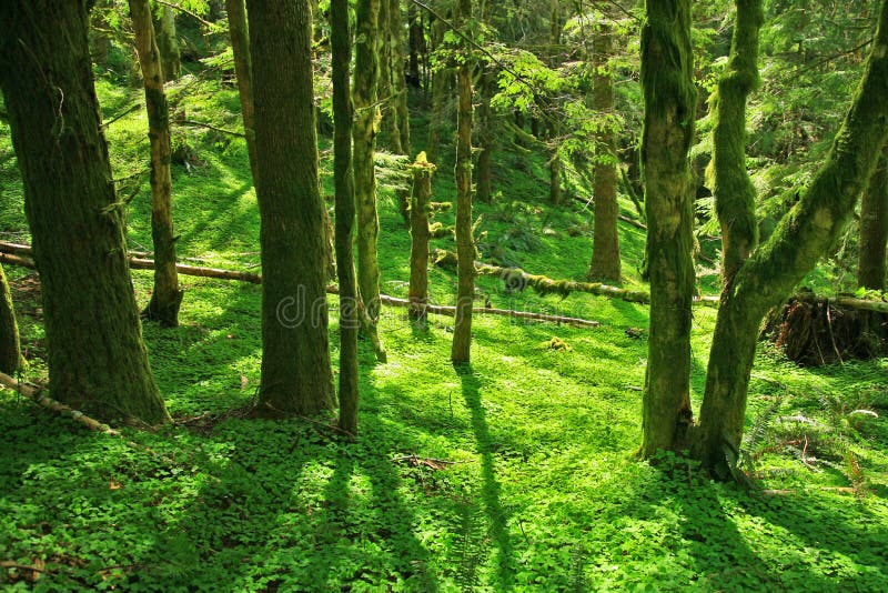 Green Paradise stock image. Image of mossy, green, trees - 19229087