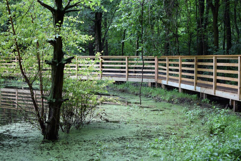 Green Paradise stock image. Image of mossy, green, trees - 19229087