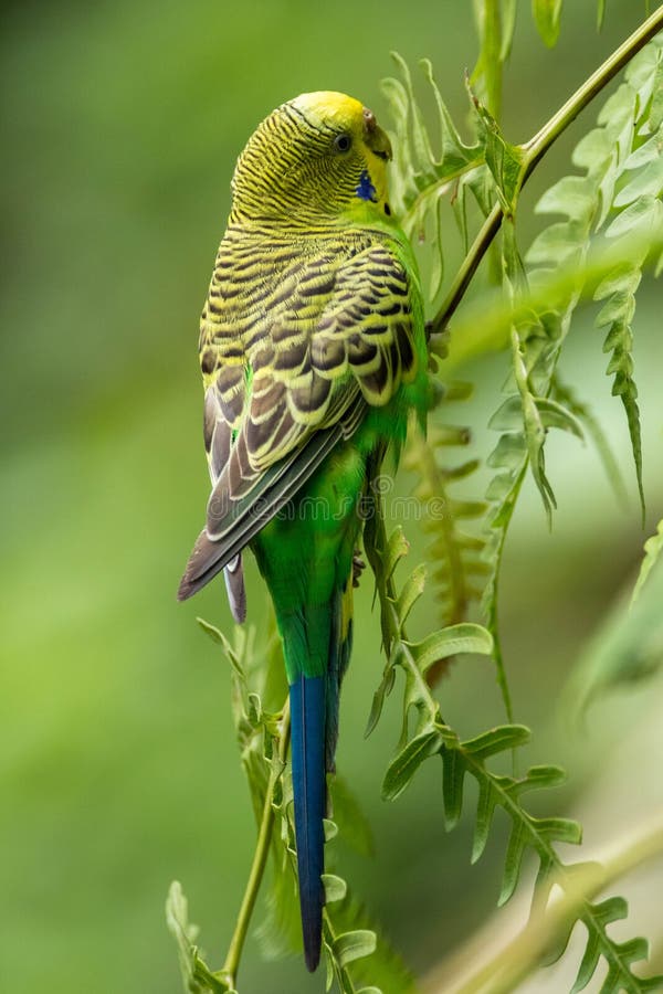 The Green Parakeet Bird in the Tree Stock Photo - Image of finch, beak ...