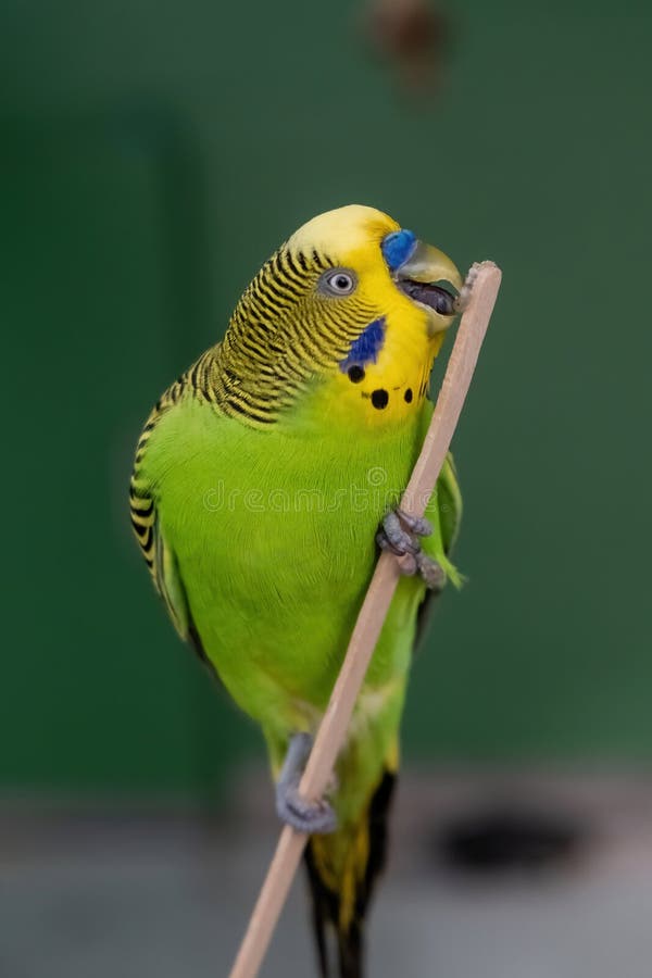 Parakeet eating a Treat stock image. Image of eating - 183758049