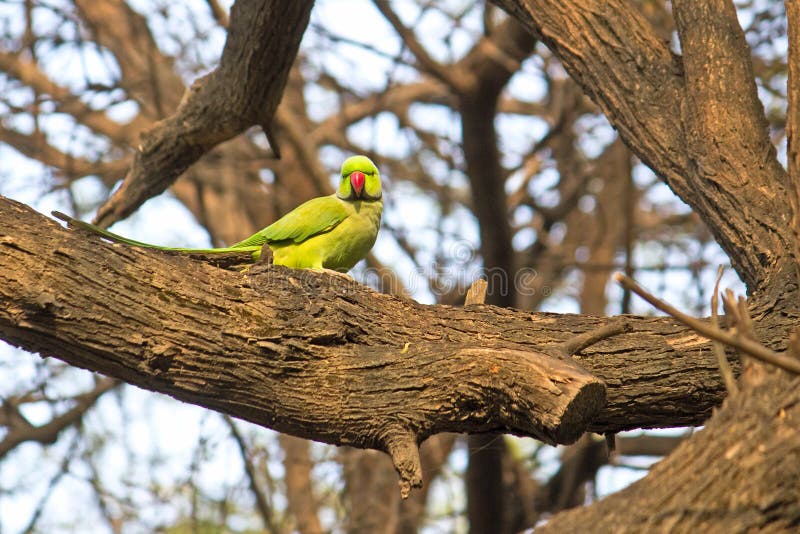 Green parakeet on a tree stock photo. Image of city, branch - 38913396