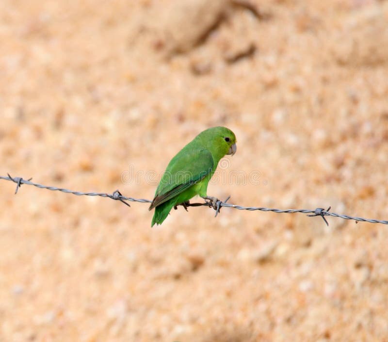 Green parakeet on wire stock image. Image of feathers - 88205257
