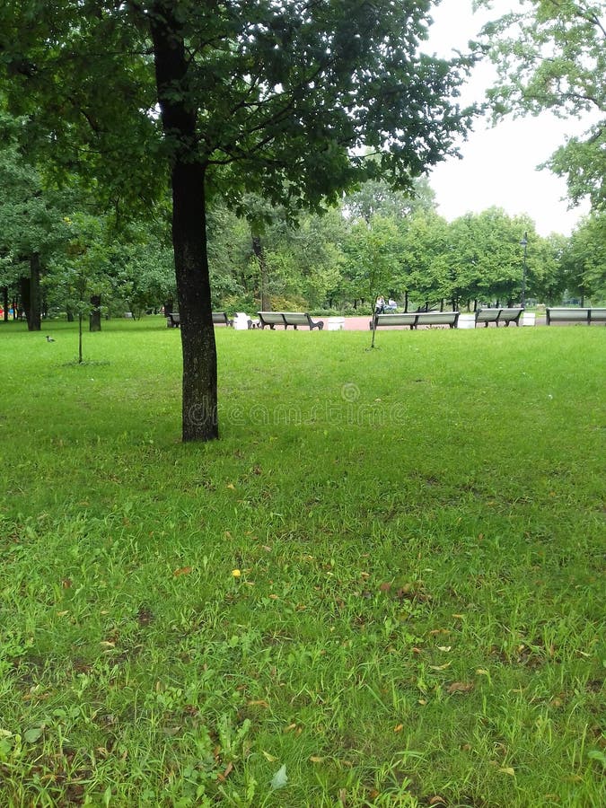 Green park stock photo. Image of trees, park, green, beautiful - 89204450