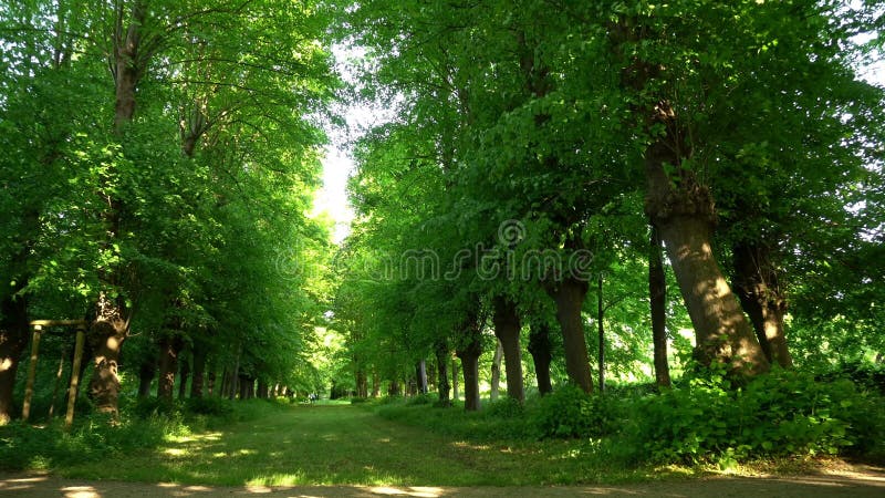 Green Park Forest Path in Summer - Park Trees Stock Footage - Video of ...