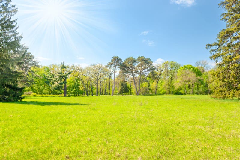 Green Park Forest with Green Trees Stock Image - Image of daylight ...