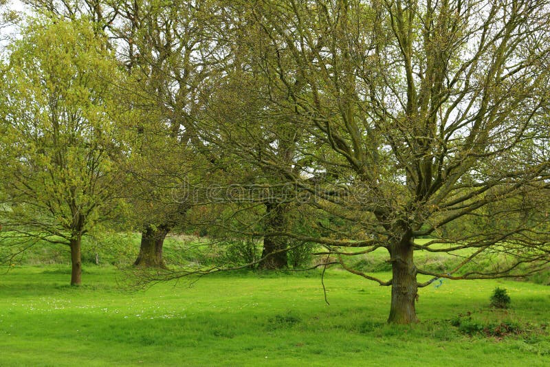 Green Park Grass Field and Tree Stock Photo - Image of field, tree ...