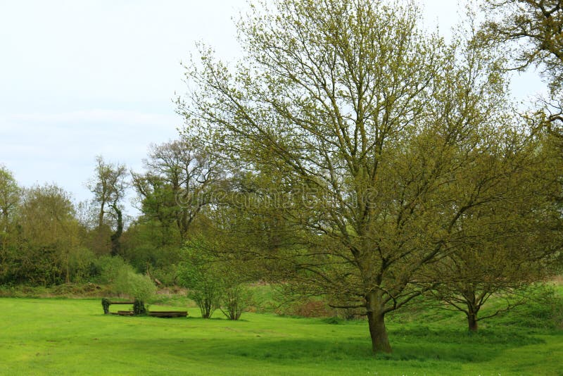 Green Park Grass Field and Tree Stock Image - Image of tree, green ...