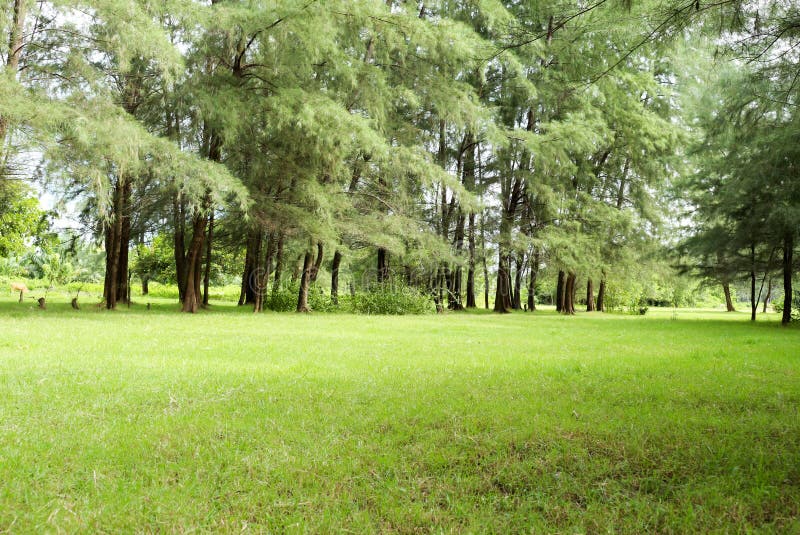 Green park stock photo. Image of landscape, grass, environment - 64142658