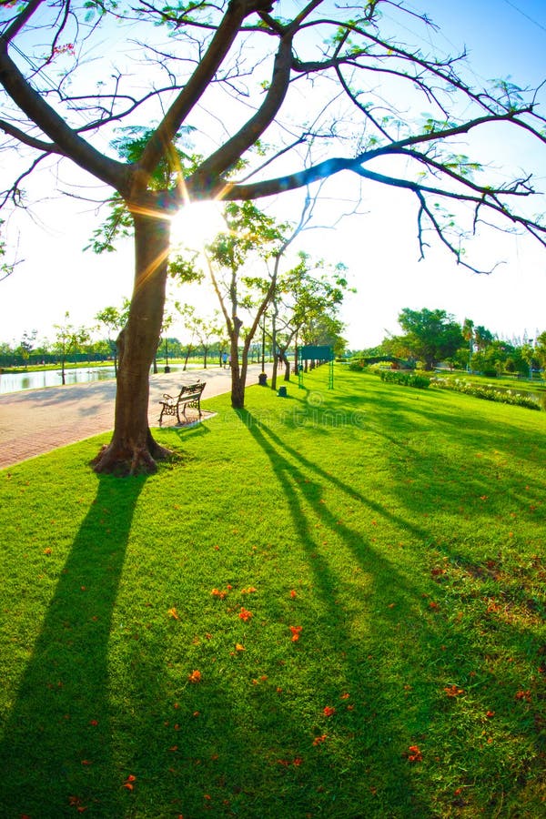 Green Park with Long Shadows from Setting Sun Stock Image - Image of ...