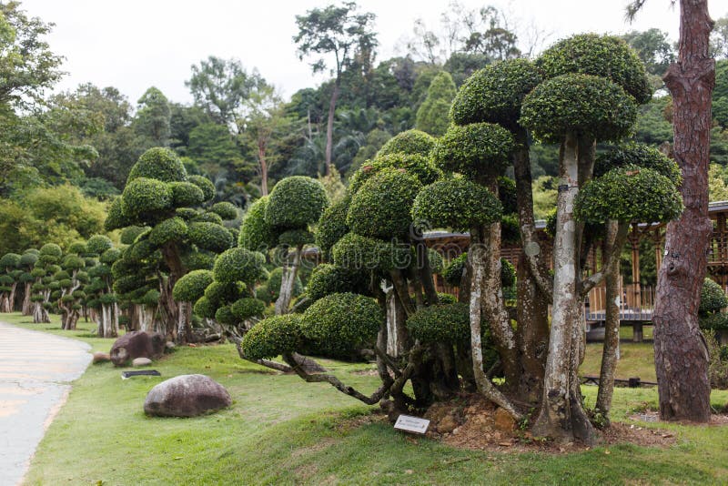 Manicured Trees in the Park. Stock Image - Image of lawn, sand: 77874913