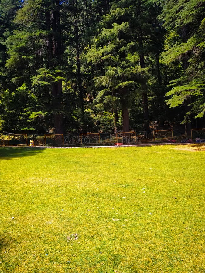 Green Park in Spring with Pine Trees Stock Image - Image of spruce ...