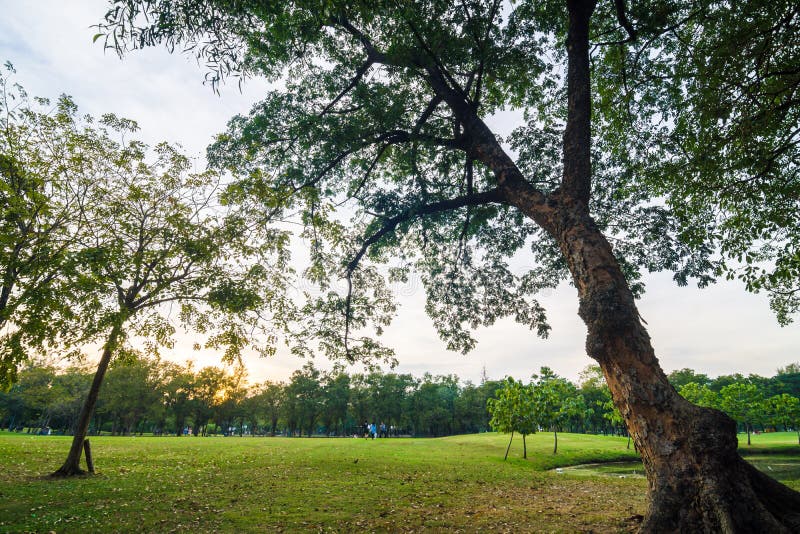 Green Park with Tree at Sunset Stock Photo - Image of cloud, grass ...