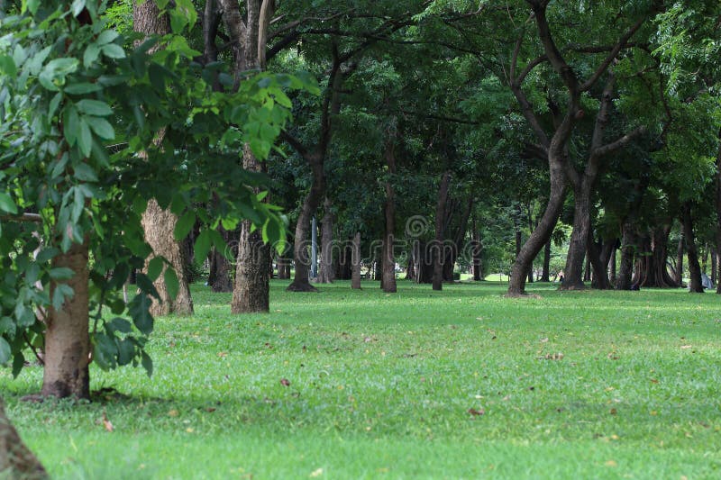 Green Park with Trees and Grass. Stock Photo - Image of park, stem ...