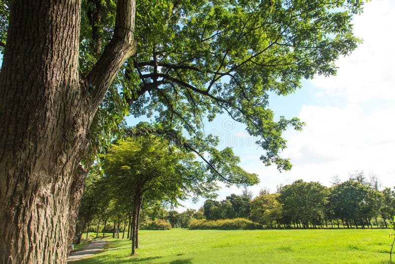 Green park stock image. Image of landscaping, path, nature - 38952735