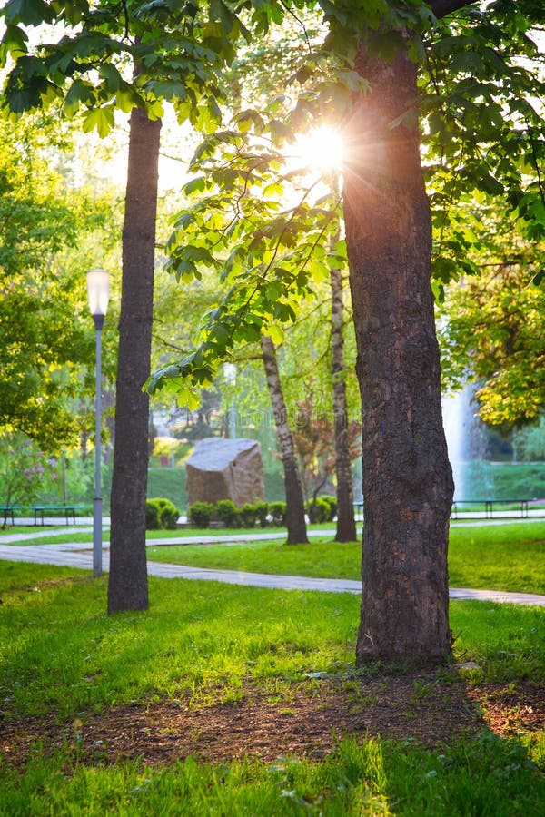 Green park trees sun stock photo. Image of nature, foliage - 48301736