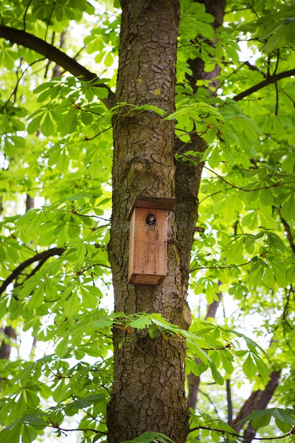 Green Park in Vilnius in Spring, Poultry House on Tree Trunk Stock ...