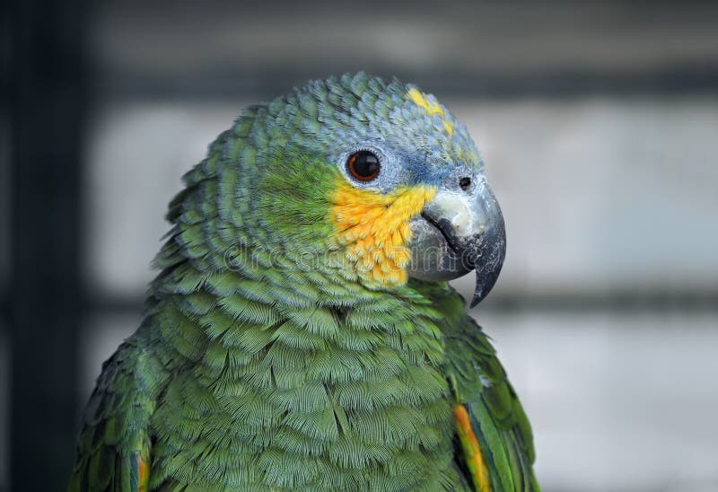 Green Parron at Branch Portrait Stock Photo - Image of avian, domestic ...