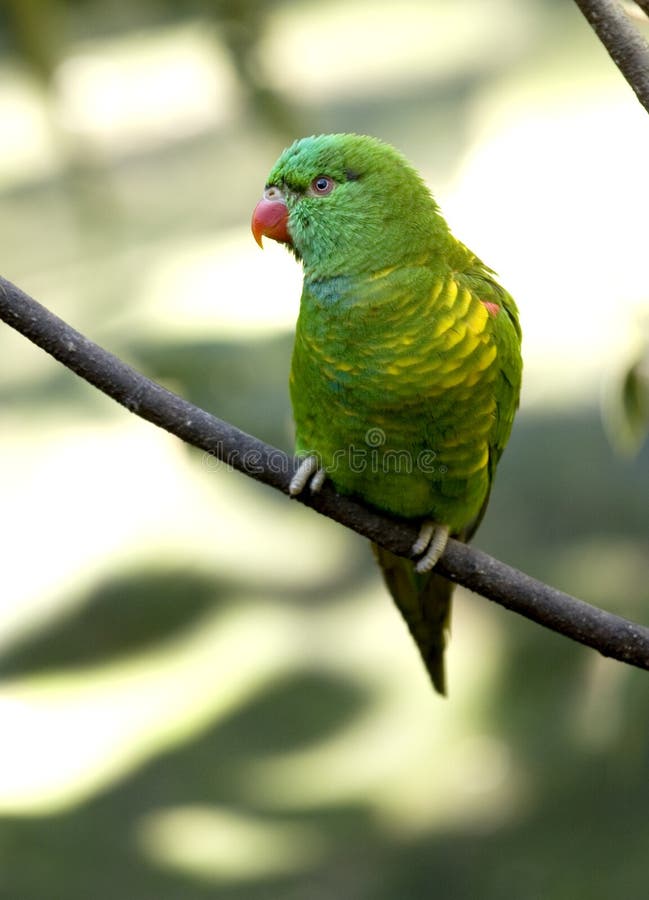 Green parrot from behind stock image. Image of parrot - 10991235