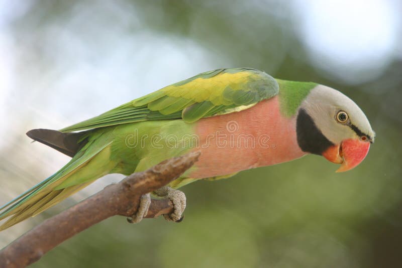 The green parrot stock image. Image of asian, plantation - 11569419