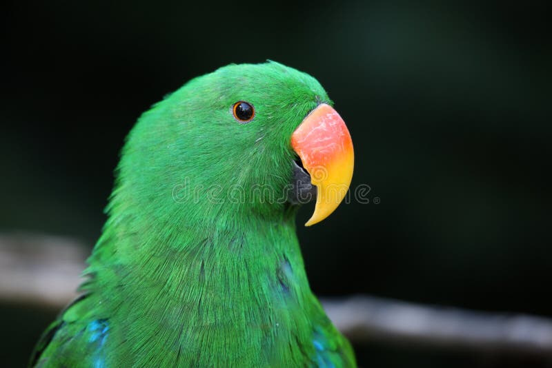 Green parrot stock image. Image of exotic, head, animal - 18004509